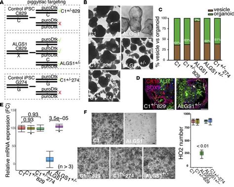 Jci Insight Human Hepatic Organoids For The Analysis Of Human Genetic Diseases