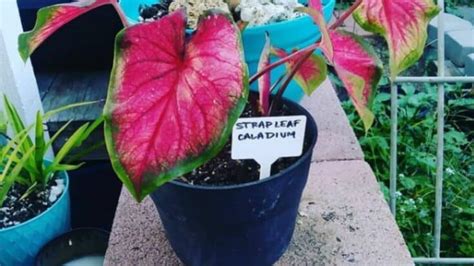 Strap Leaf Caladium Care — What They Dont Tell You