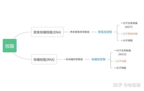 脱氧核糖和核糖到底是什么？脱氧核苷酸和核糖核苷酸又是什么？ 知乎