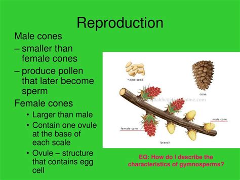 PPT Gymnosperms PowerPoint Presentation Free Download ID 5432682