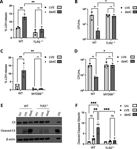 Requirement For Tlr2 And Myd88 In Cytotoxicity Intracellular