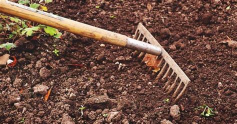 6 Types Of Soil And Which Plants Grow Best On Them
