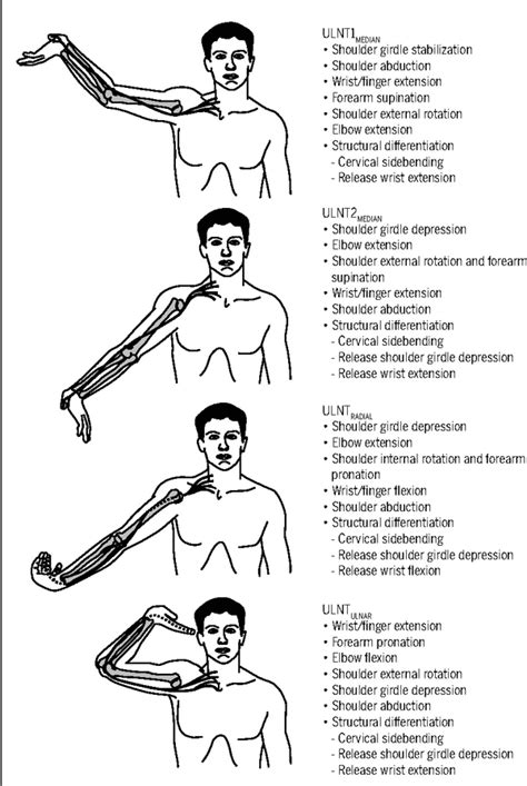 Nerve Drawings The Brachial Plexus And Its Course Through The Upper Extremity Artofit