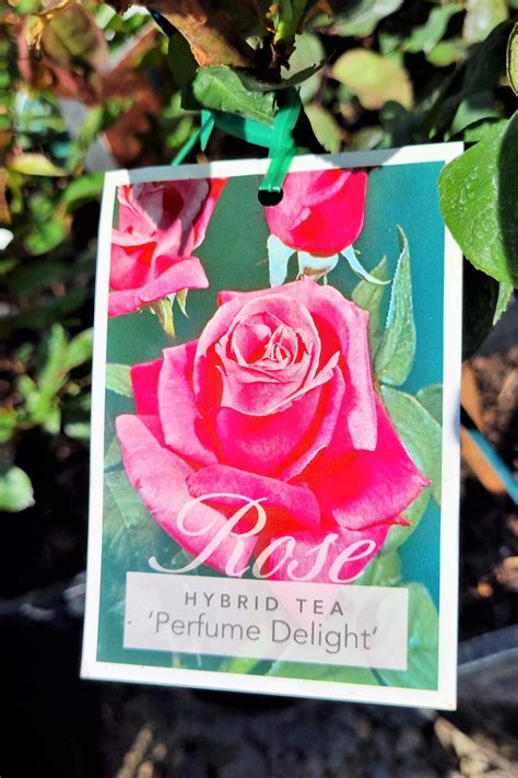 Br 3ft Standard Rose Perfume Delight Hybrid Tea Avalon Nursery