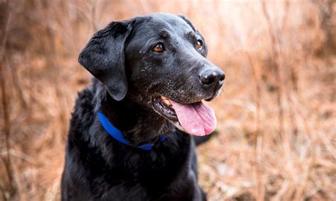 Neutering The Risks And Benefits In The Context Of Breed Sex And Age