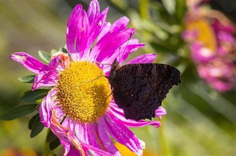 Premium Photo Peacock Butterfly Resting With Its Wings Open
