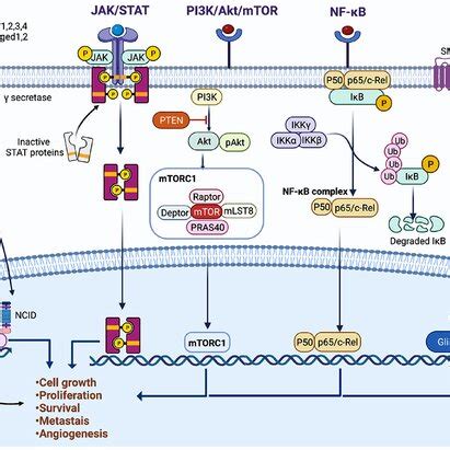 Overview Of Major Signaling Pathways That Regulate Cscs Among An Array