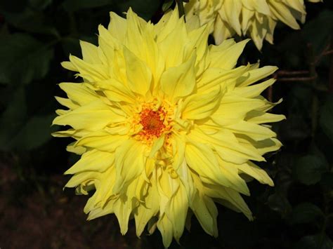 ดอกไม้สีเหลือง รูปภาพดอกไม้สวยๆ