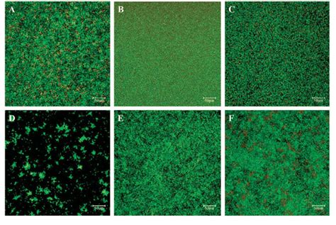 CLSM Images 200 Of The 24 H Biofilms Developed In A Synthetic