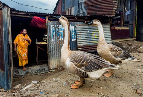 Img 0294 Md Enamul Kabir Flickr