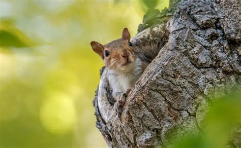 Squirrel In Nest Photos