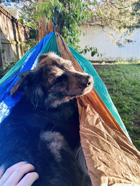 Poncho Loves Hammocks And Sunshine Rpics