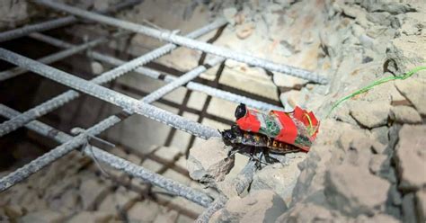 10 Cockroach Hybrid Robots Help With Scdfs Search And Rescue Efforts In