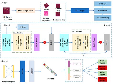 Predicting Multi Gene Mutation Based On Lung Cancer Ct Images And Mut Seresnet