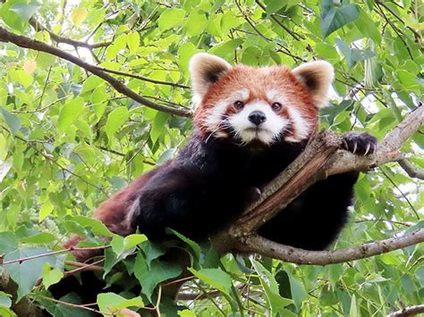 絶滅危惧種シセンレッサーパンダホーリー仲間入り 富山市ファミリーパーク北日本新聞webunプラス