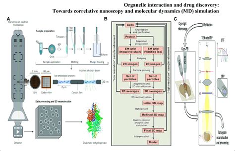 A Protein Structure Determination Through Cryo Em Involves Several Download Scientific