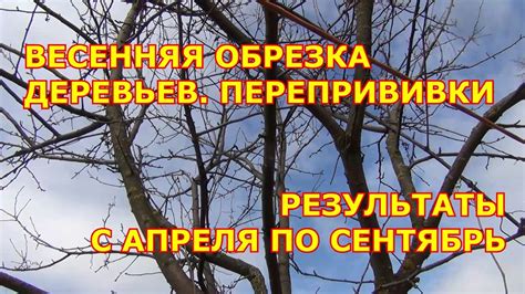 Весенняя обрезка яблонь Прививки и их развитие с апреля по сентябрь Youtube