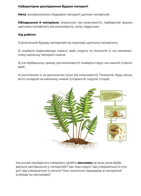 СРОЧНО ЕСТЬ ФОТО ВНИЗУ Лабораторне дослідження будови папороті Мета ознайомитися з будовою