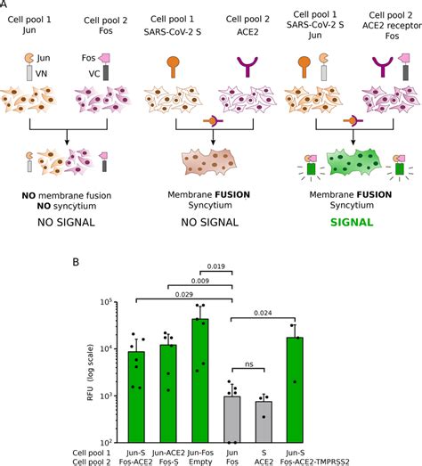Analysis Of Sars Cov 2 Membrane Fusion By Bimuc A Schematic