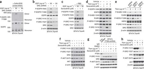 Src Inhibition Induced Signaling Alterations In Multiple Download