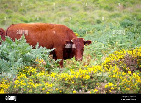Devon Red Ruby Cows Bos Taurus Grazing On Upland Heath By Wistmans