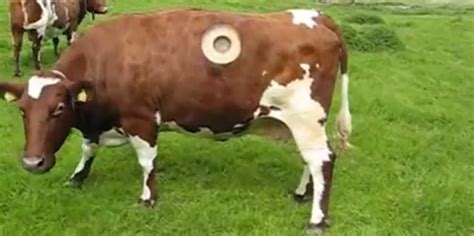 Cow Lives With A Hole In Her Stomach Business Insider