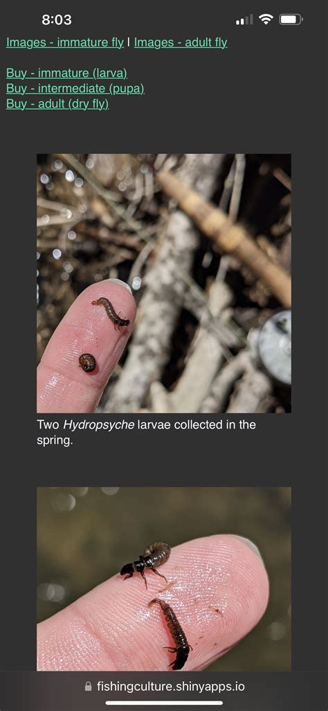 Blog Discountflies Online Fly Shop