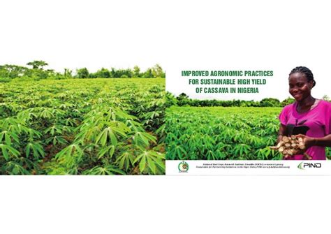 Improved Agronomic Practices For Sustainable High Yield Of Cassava In