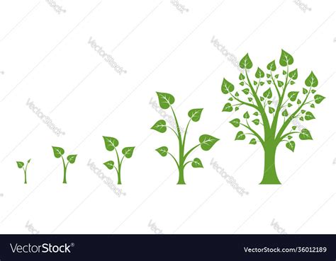 Tree Growth Diagram Royalty Free Vector Image VectorStock