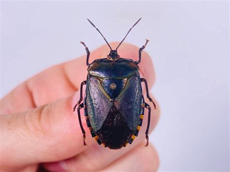 Mattiphus Celebensis Shield Bug For Insect Artwork Shield Bug