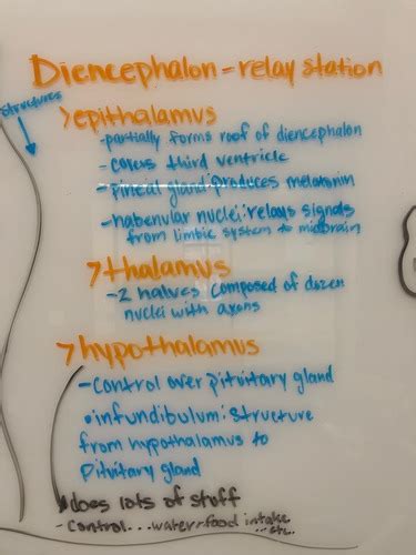 Human Anatomy Exam 3 Flashcards Quizlet