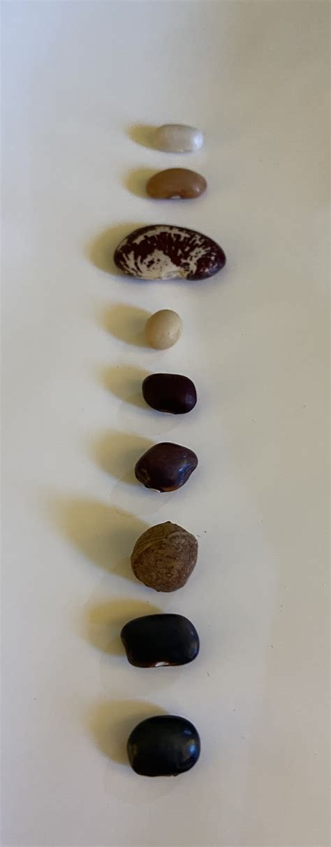 Taking The Pulse Of Cea Protein Farming Urban Ag News