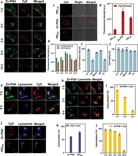 A Clsm Images And B Fluorescence Intensity Of Cell Uptake After Hela