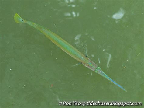 Spot Finned Spiny Eel Diet Digesttoday