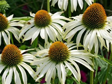 Echinacea Purpurea White Swan White Swan Coneflower World Of