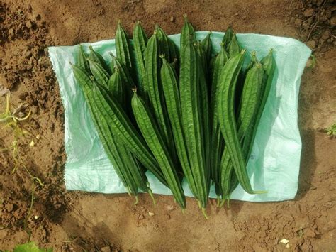 Nuwan Weerasinghe On Linkedin Sigo69 Plantseed💪💪💪💪💪👌😍 Lets Plant A Plant And Heal Our Hearts …