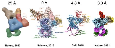 The Feigon Lab Research