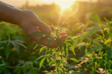 Person Holding A Hemp Plant In A Field Premium Ai Generated Image