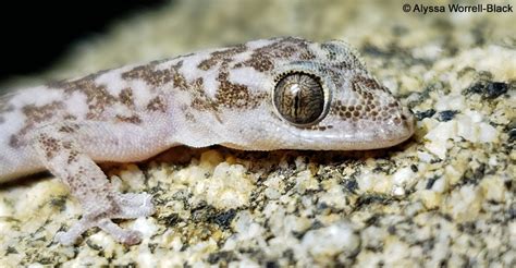 Peninsular Leaf Toed Gecko Phyllodactylus Nocticolus