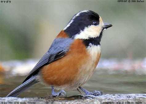 ボードHummingbirds and other birds 1のピン
