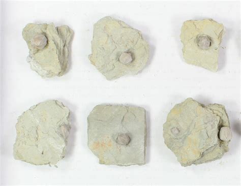 Wholesale Lot Of Blastoid Fossils On Shale 24 Pieces 78034 For