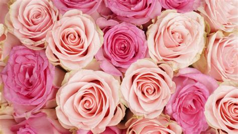 Kyoto Passion Roses