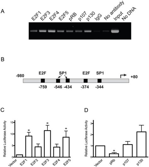 A Chromatin Immunoprecipitation Assays Were Conducted With Antibodies