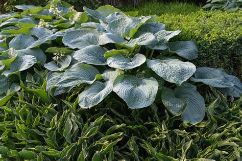 Hosta Leaves Texture Background Hostas Leaf Nature Pattern Big Daddy