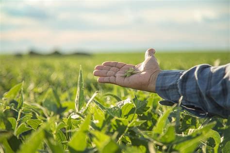 Premium Photo Man Looking At Soybean Seed In Plantation At Sunset