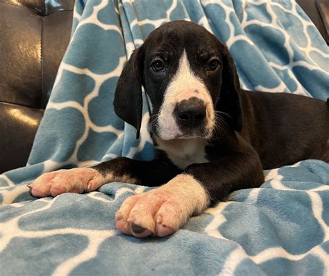 Full European Male Black Mantle Great Dane Great Dane Puppies For Sale In Missouri Great