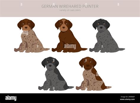 German Wirehaired Pointer Puppies Clipart Different Poses Coat Colors