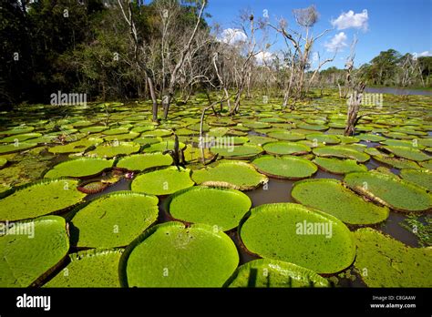 Hojas y flores de lis gigante en la selva amazónica Manaos Brasil