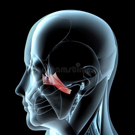 Pterygoid Muscles Stock Illustrations 5 Pterygoid Muscles Stock