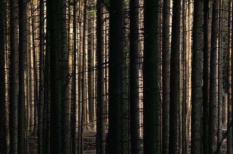 포리스트 배경입니다 숲속의 나무사이로 태양이 빛난다 0명에 대한 스톡 사진 및 기타 이미지 0명 가을 그늘 Istock